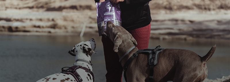 Freeze Dried Raw Dog Food, Cat Food and Treats